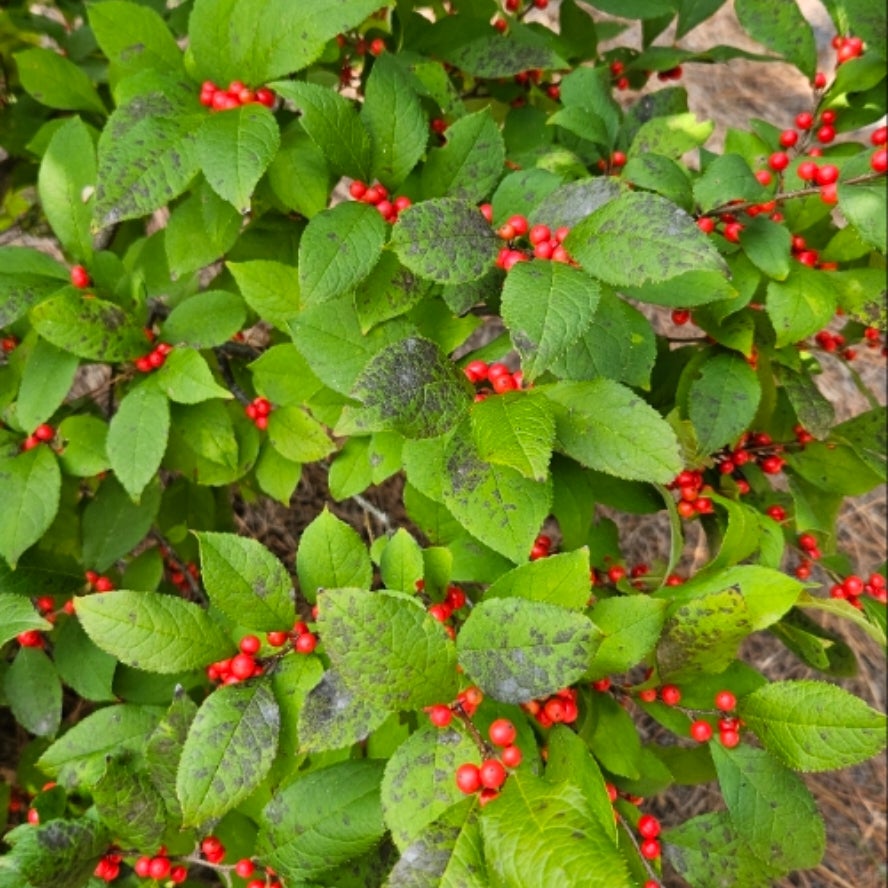 Ilex verticillata Winterberry Holly- Female | Southern Branch Nursery