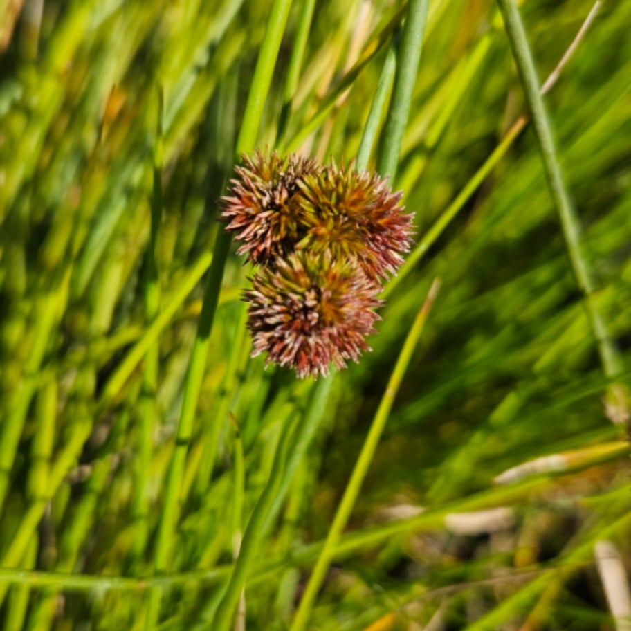 Juncus canadensis Canadian Rush | Southern Branch Nursery
