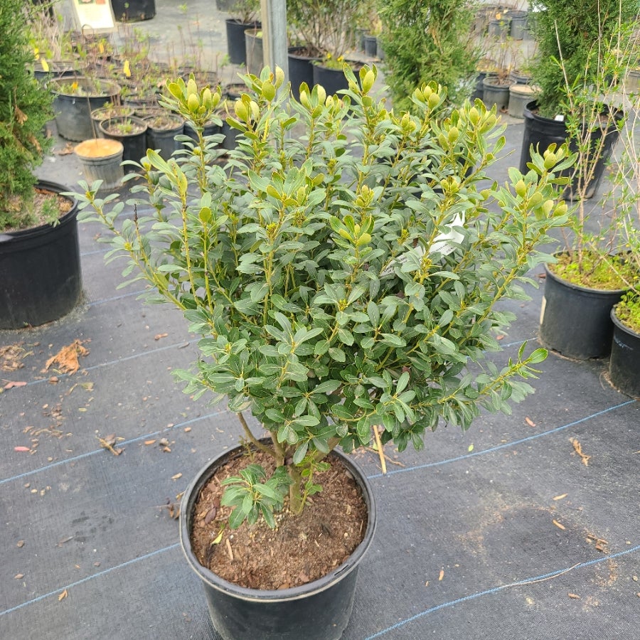 Ilex glabra ‘Densa’ Inkberry Holly | Southern Branch Nursery