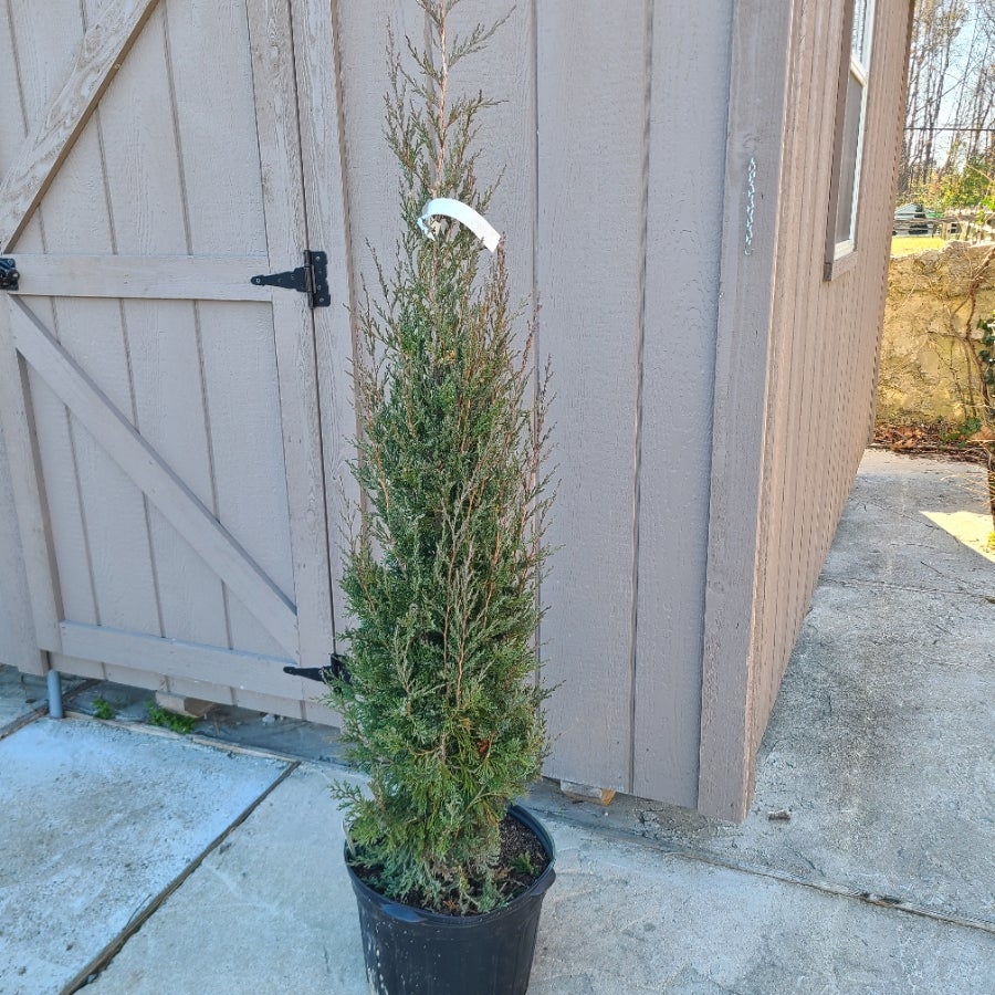 Juniperus virginiana 'Taylor' Eastern Red Cedar | Southern Branch Nursery