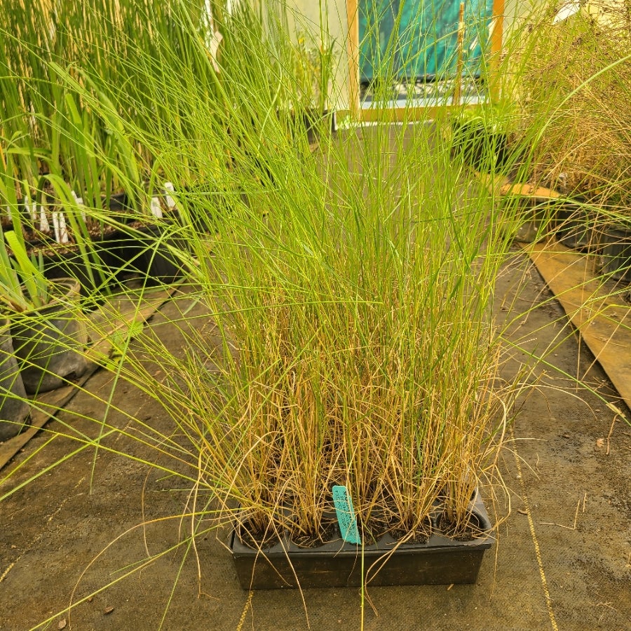 Spartina patens Saltmeadow Hay | Southern Branch Nursery