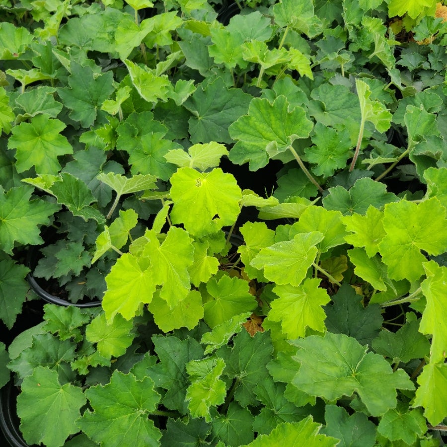 Heuchera villosa 'Autumn Bride' Coralbells | Southern Branch Nursery
