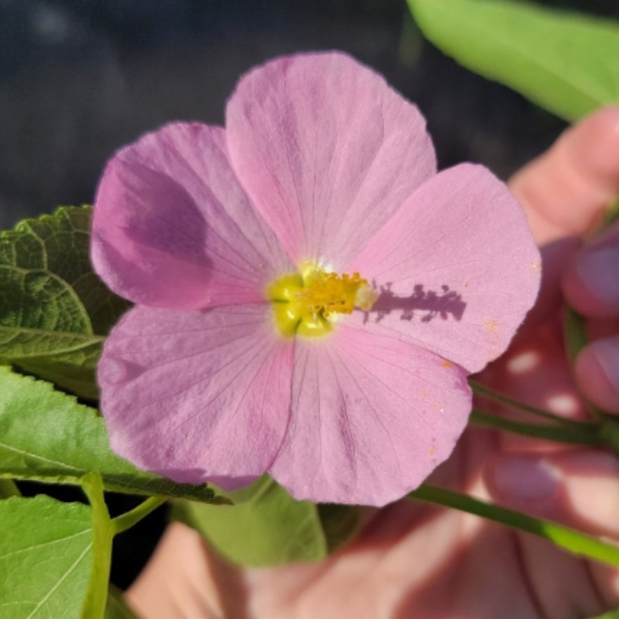 Kosteletzkya virginica Seashore Mallow | Southern Branch Nursery