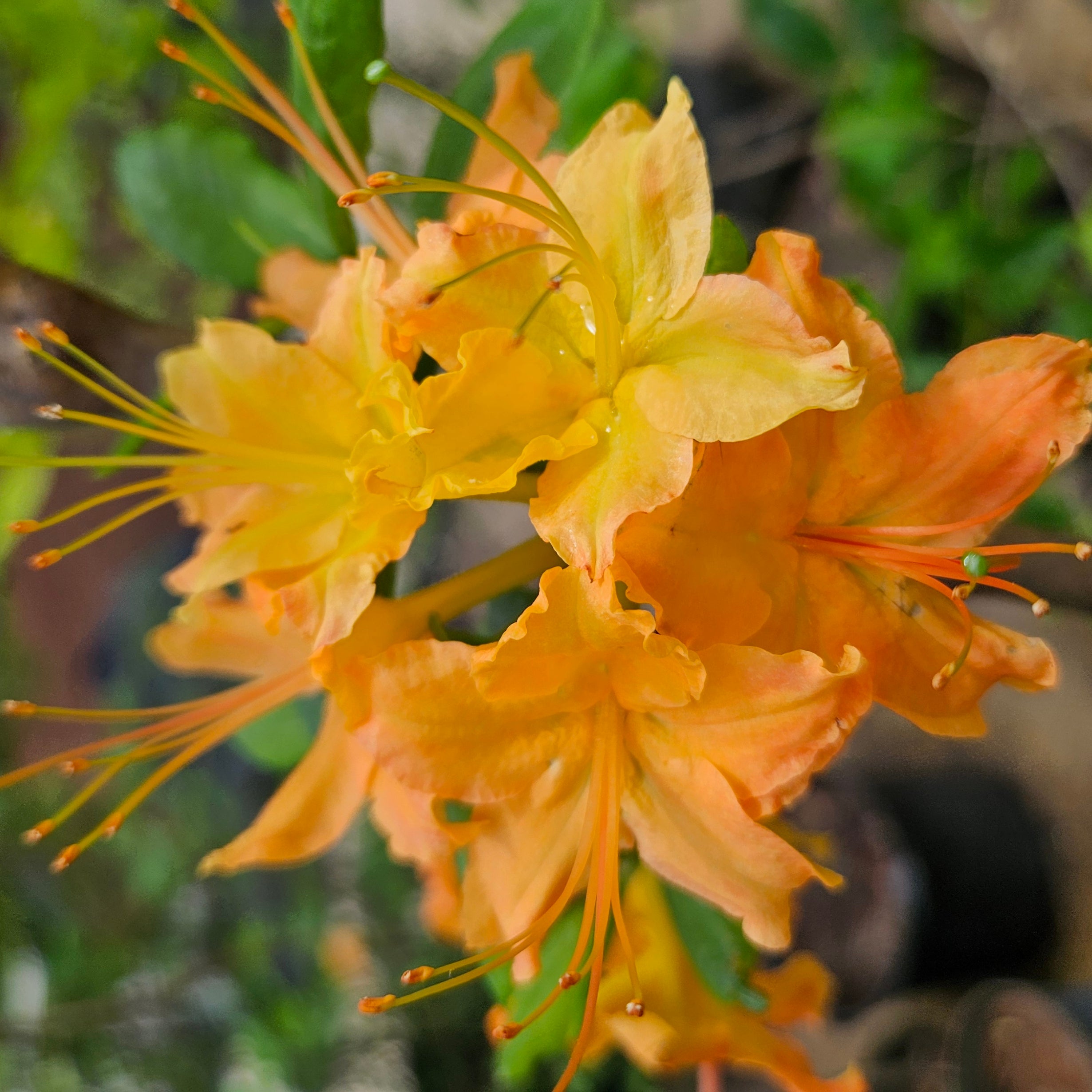 Rhododendron calendulaceum Flame Azalea | Southern Branch Nursery