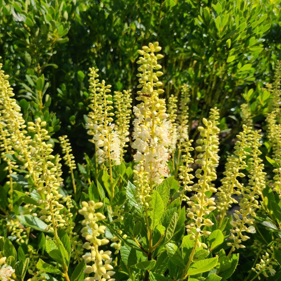 Clethra alnifolia 'Hummingbird' Summersweet | Southern Branch Nursery