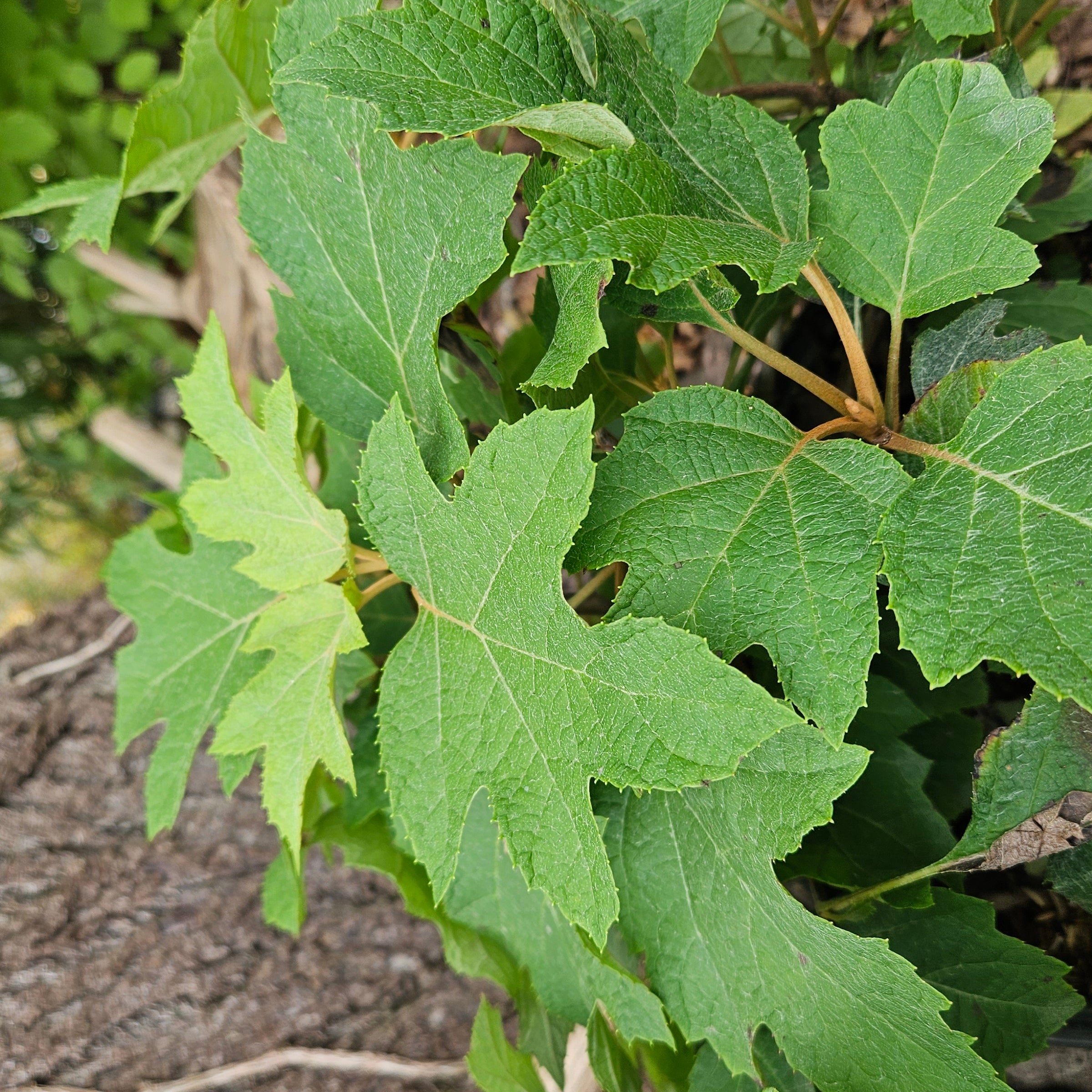 Hydrangea Quercifolia Pee Wee Oakleaf Hydrangea Southern Branch Nursery
