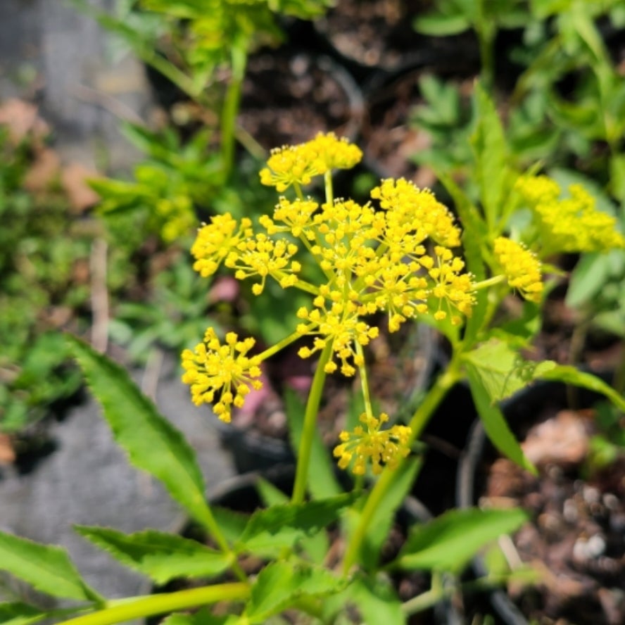 Zizia aurea Golden Alexander | Southern Branch Nursery