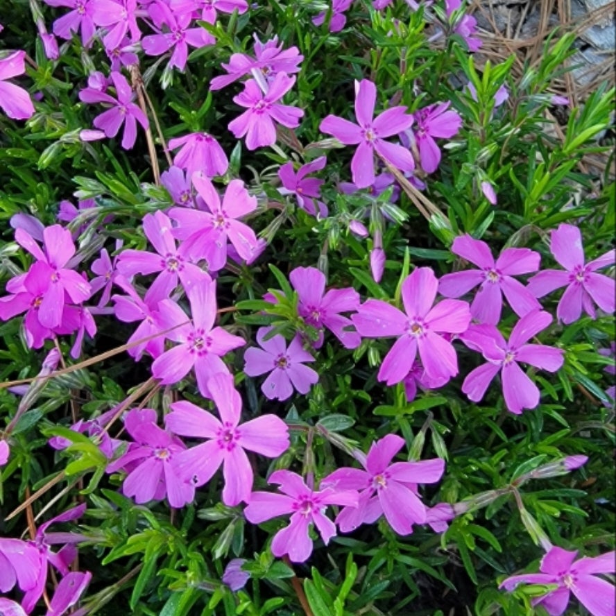 Phlox subulata 'Emerald Pink' Moss Phlox | Southern Branch Nursery