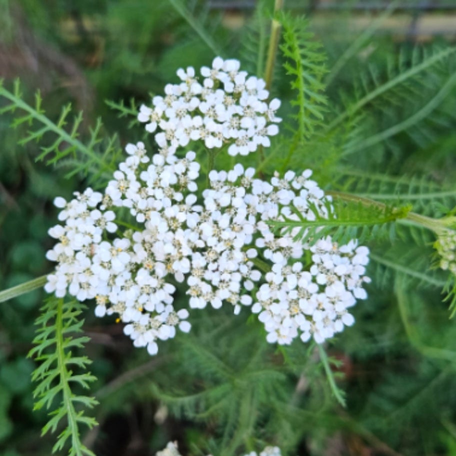 Achillea millefolium Yarrow | Southern Branch Nursery