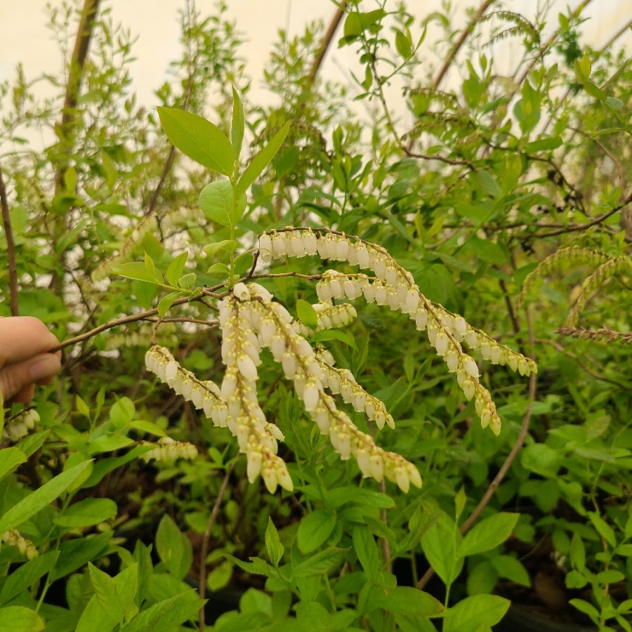 Eubotrys racemosa Swamp Doghobble | Southern Branch Nursery