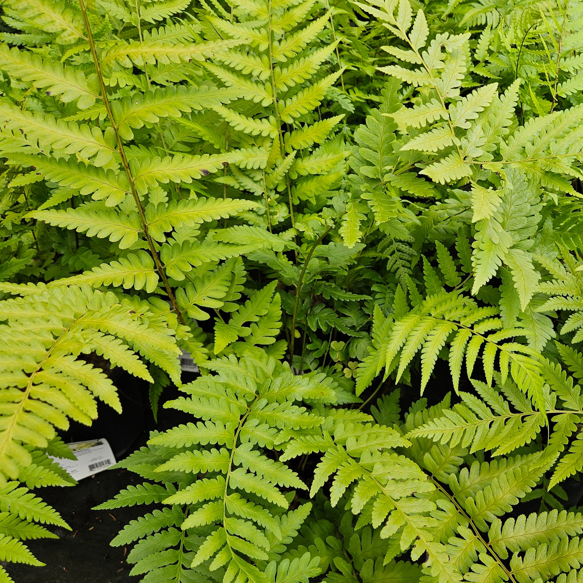 Dryopteris australis Dixie Wood Fern | Southern Branch Nursery