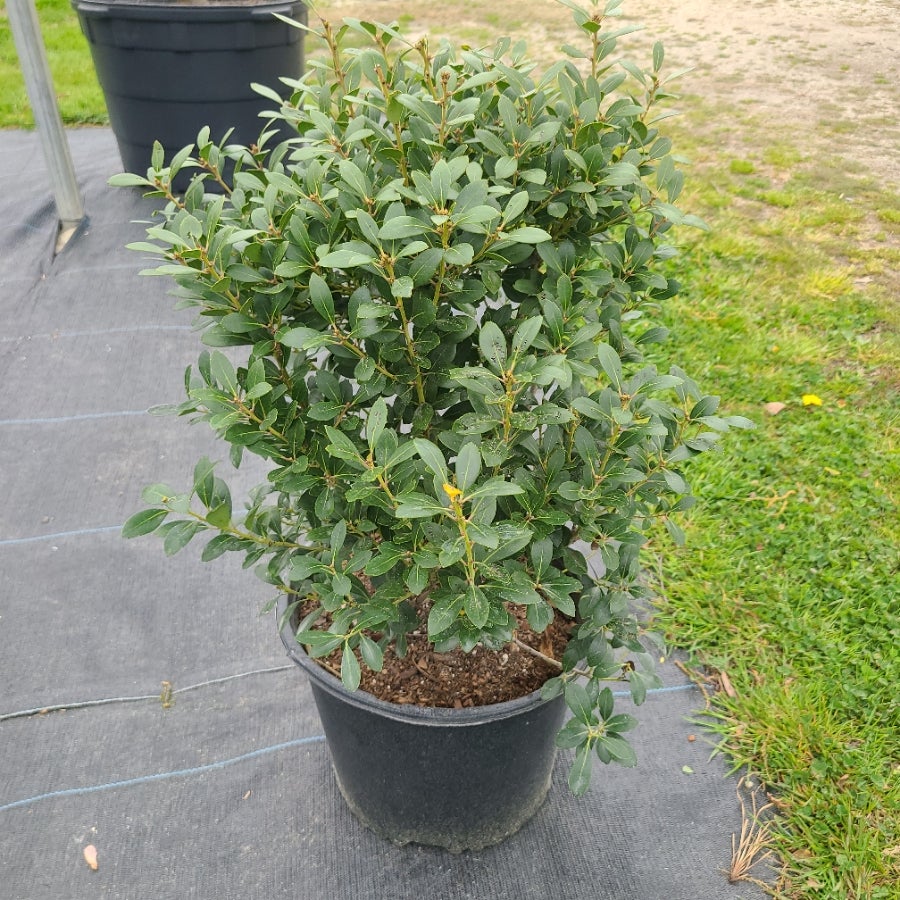 Ilex glabra ‘Nigra’ Inkberry Holly | Southern Branch Nursery