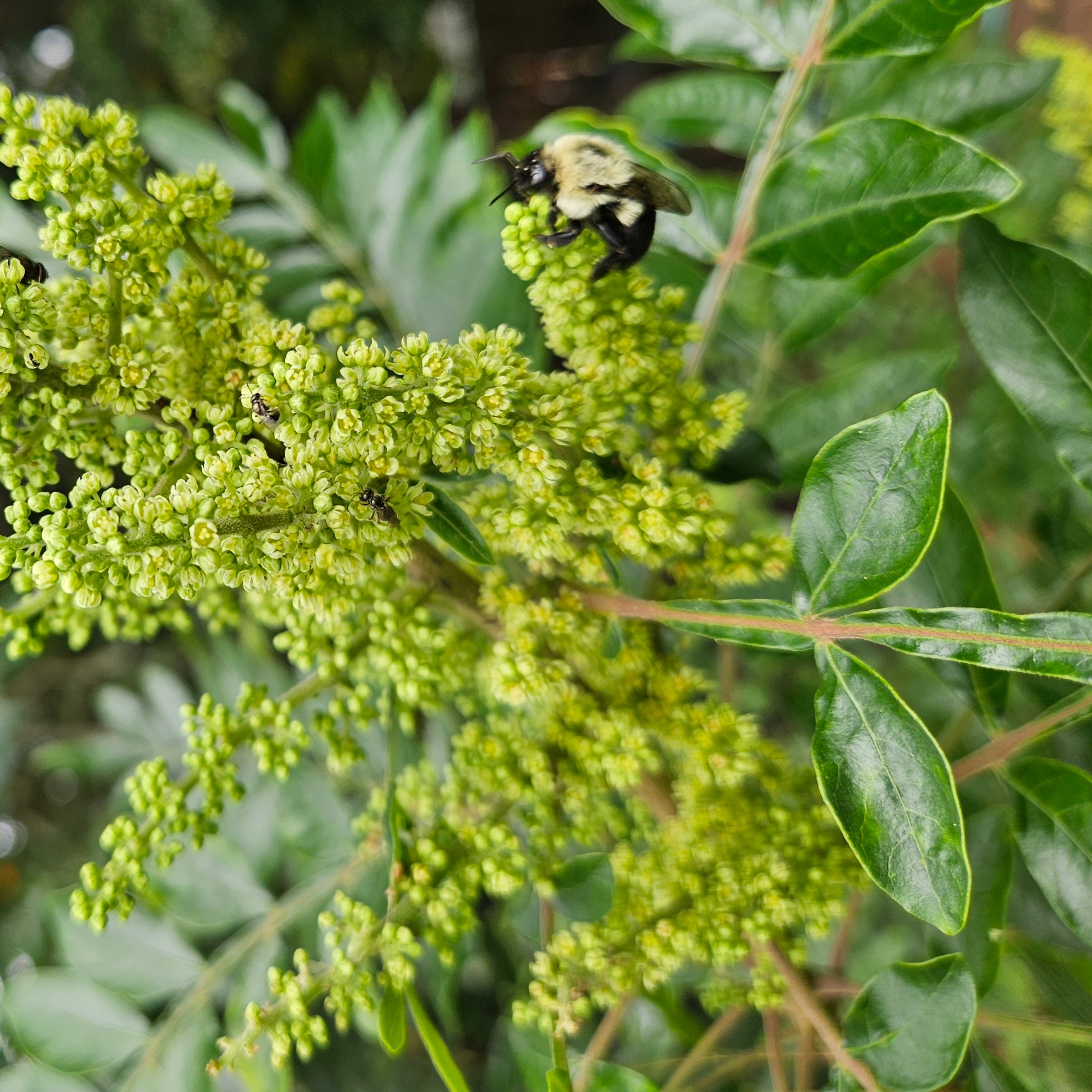 Rhus copallium Winged Sumac | Southern Branch Nursery