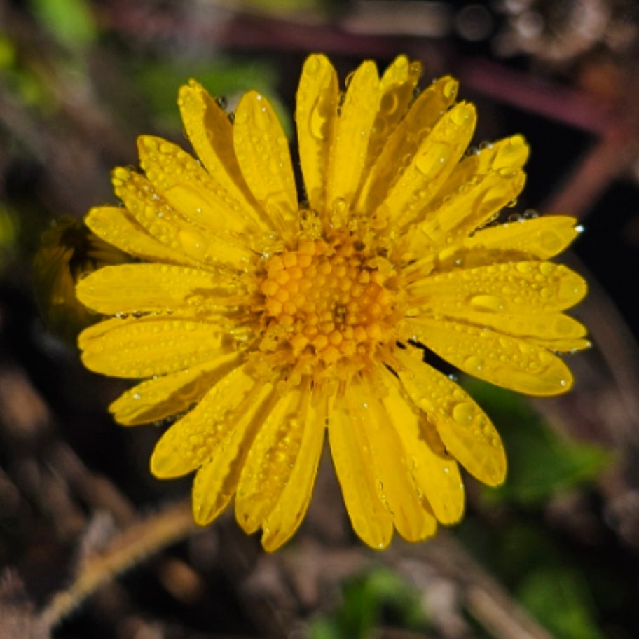 Chrysopsis mariana Maryland Golden Aster | Southern Branch Nursery
