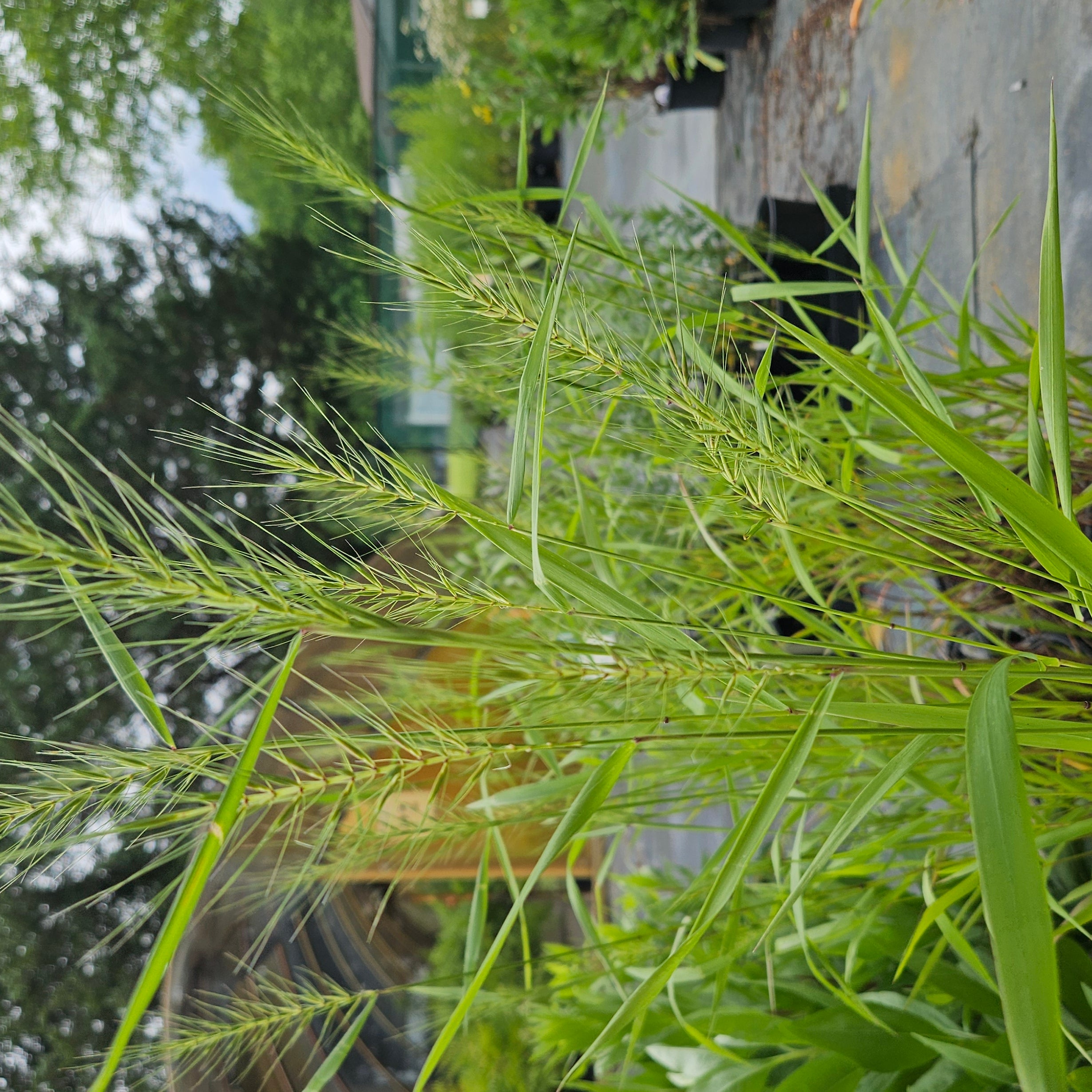 Elymus hystrix Wild Rye Grass | Southern Branch Nursery