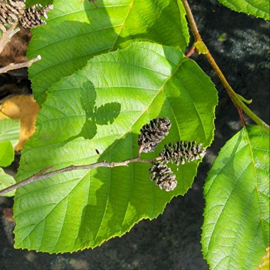 Alnus serrulata Smooth Alder | Southern Branch Nursery