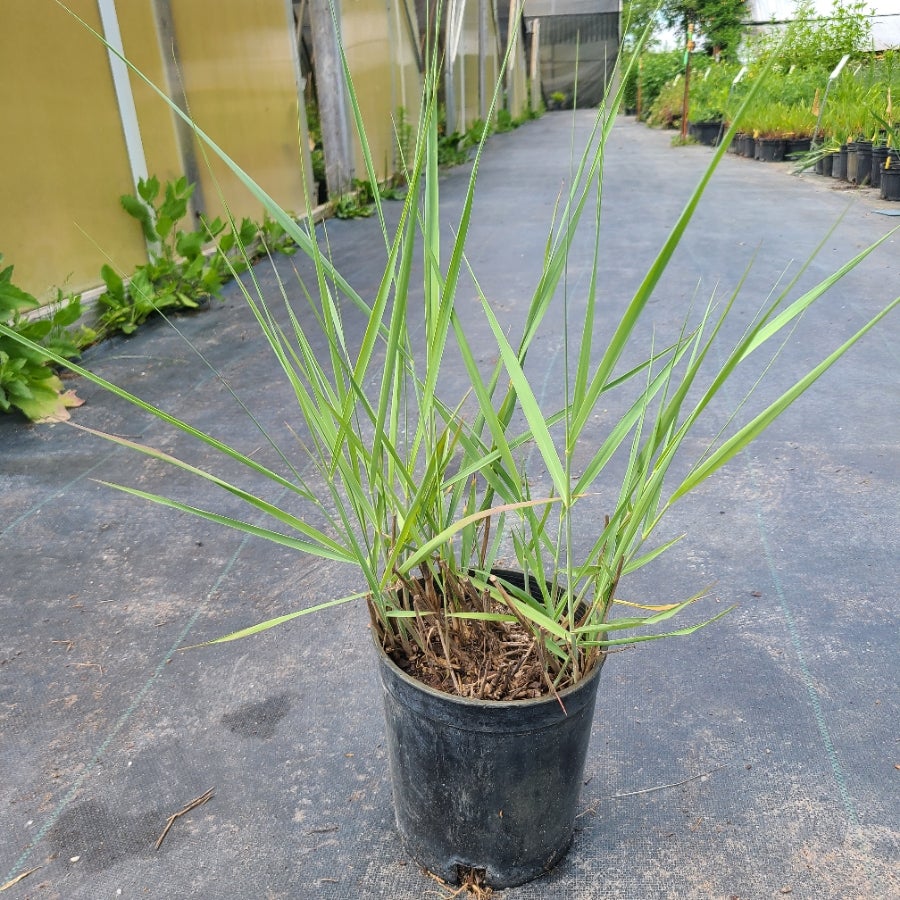 Panicum amarum Bitter Panicgrass | Southern Branch Nursery