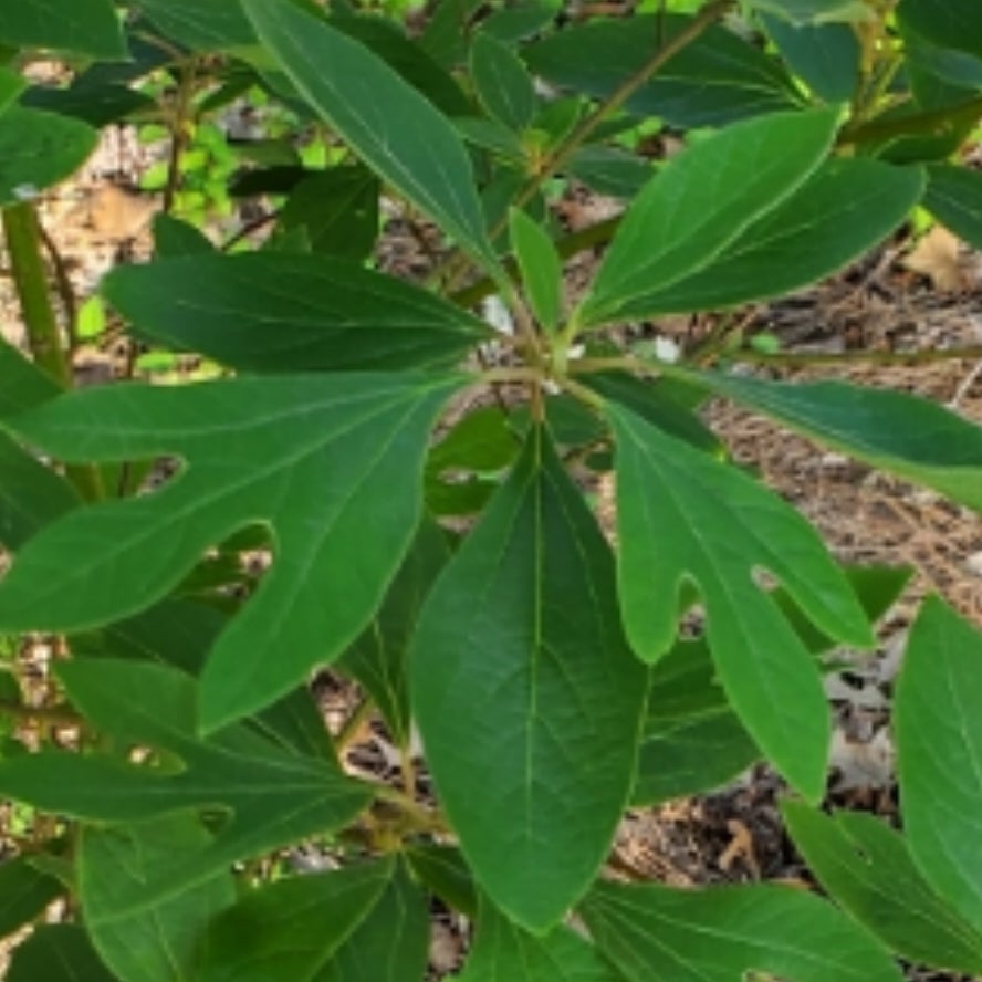 Sassafras albidium Sassafras | Southern Branch Nursery