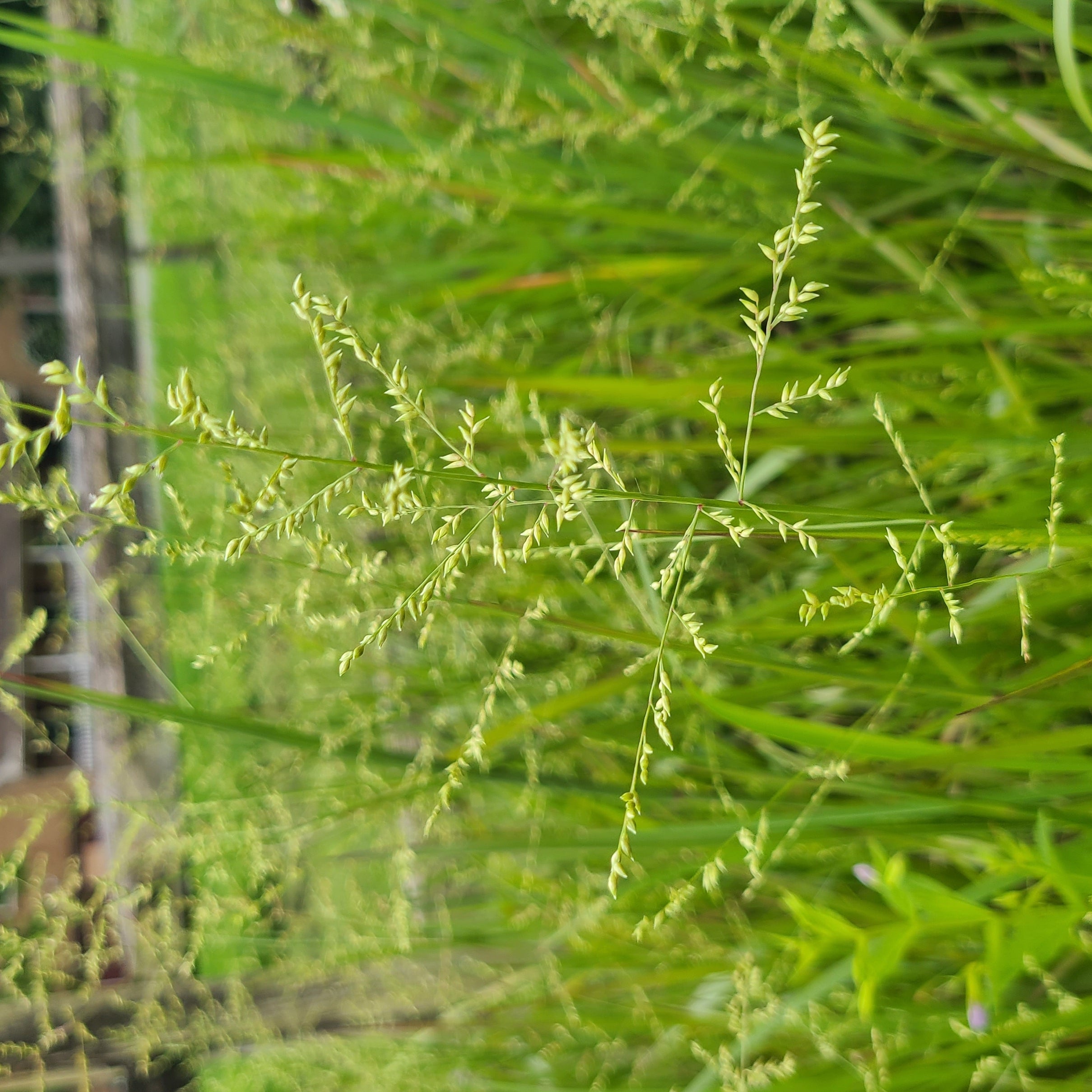 Panicum anceps Beaked Panicgrass | Southern Branch Nursery