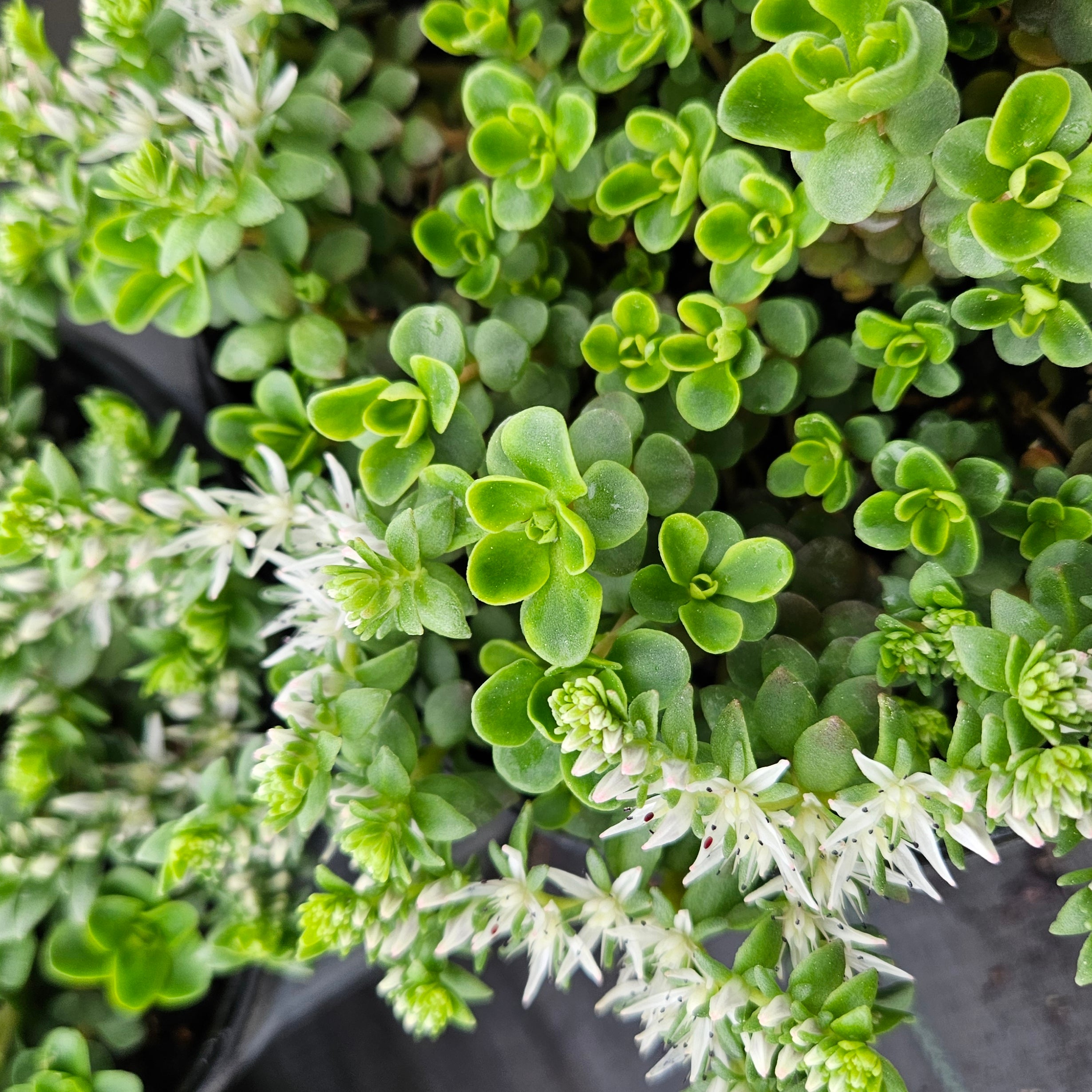 Sedum ternatum 'Larinem Park' Stonecrop | Southern Branch Nursery
