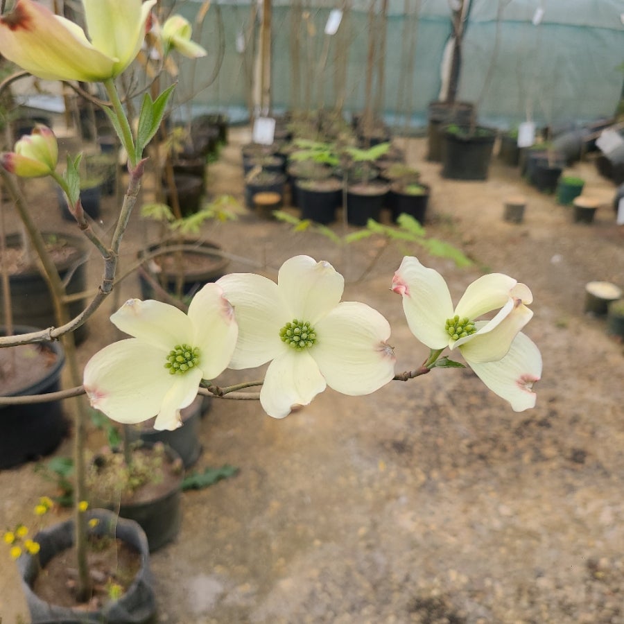 Cornus florida 'Spring Grove' Flowering Dogwood | Southern Branch Nursery