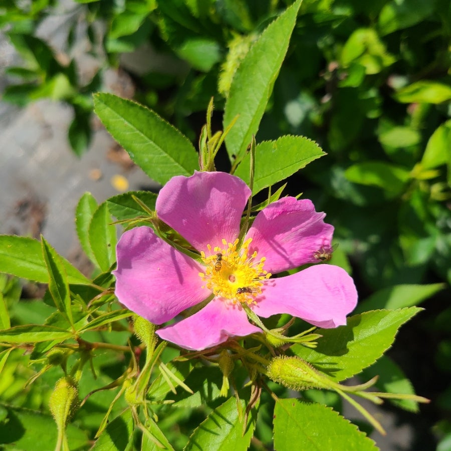Rosa palustris Swamp Rose | Southern Branch Nursery