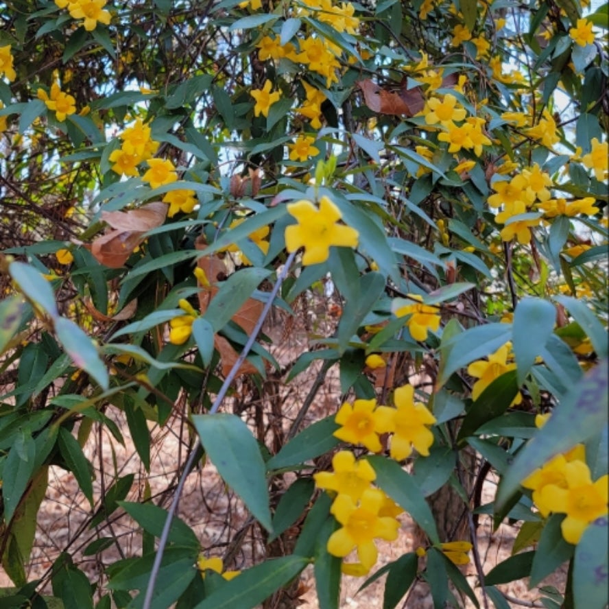 Gelsemium sempervirens Carolina Jessamine Vine | Southern Branch Nursery
