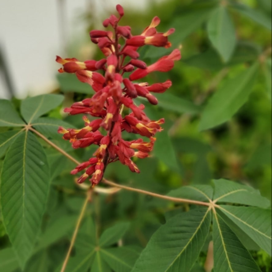 Aesculus pavia Red Buckeye | Southern Branch Nursery