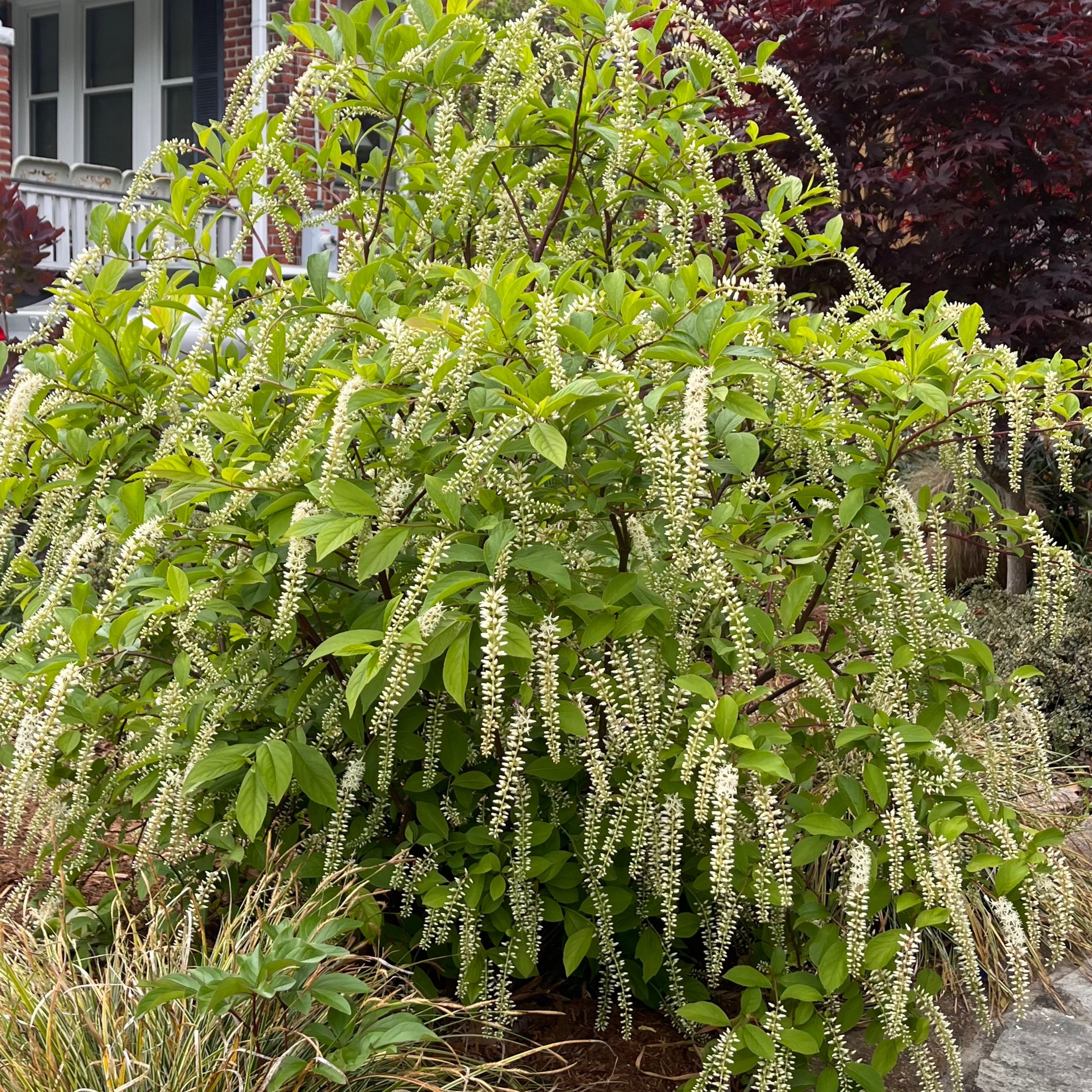 Itea virginica Virginia Sweetspire | Southern Branch Nursery
