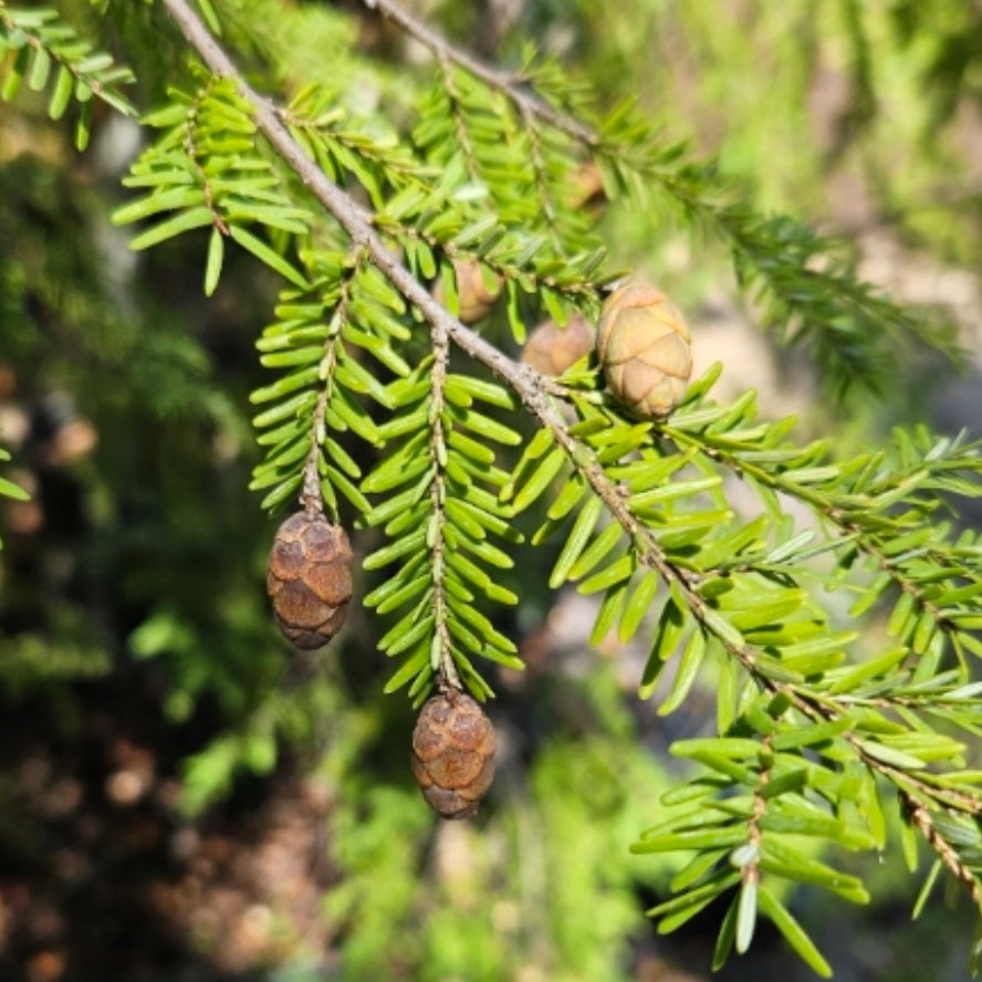 Tsuga canadensis Eastern Hemlock | Southern Branch Nursery