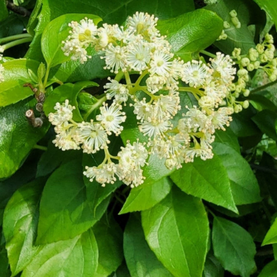 Decumaria barbara Climbing Hydrangea | Southern Branch Nursery