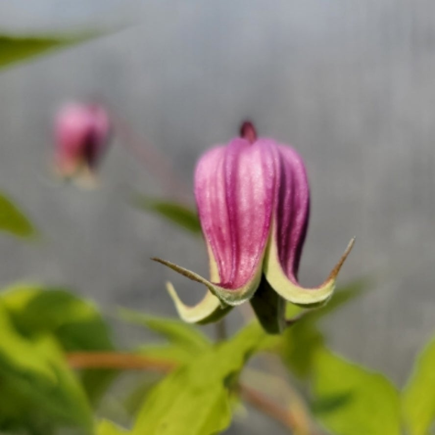 Clematis viorna Vasevine Vine | Southern Branch Nursery