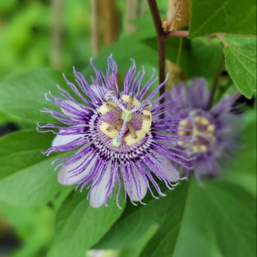Passiflora incarnata Passionflower Vine L.P. | Southern Branch Nursery