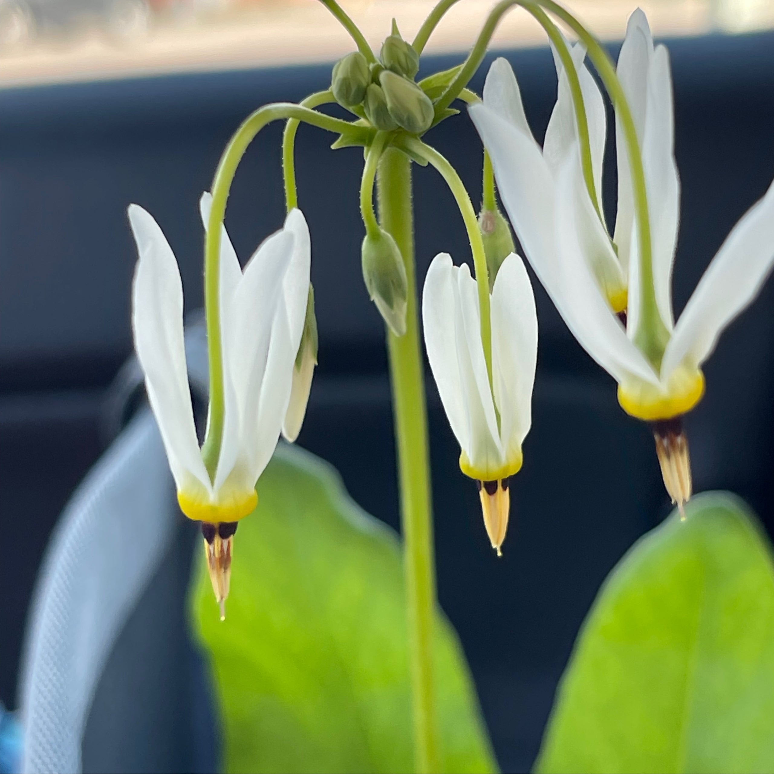 Dodecatheon (Primula) media Shooting Star | Southern Branch Nursery