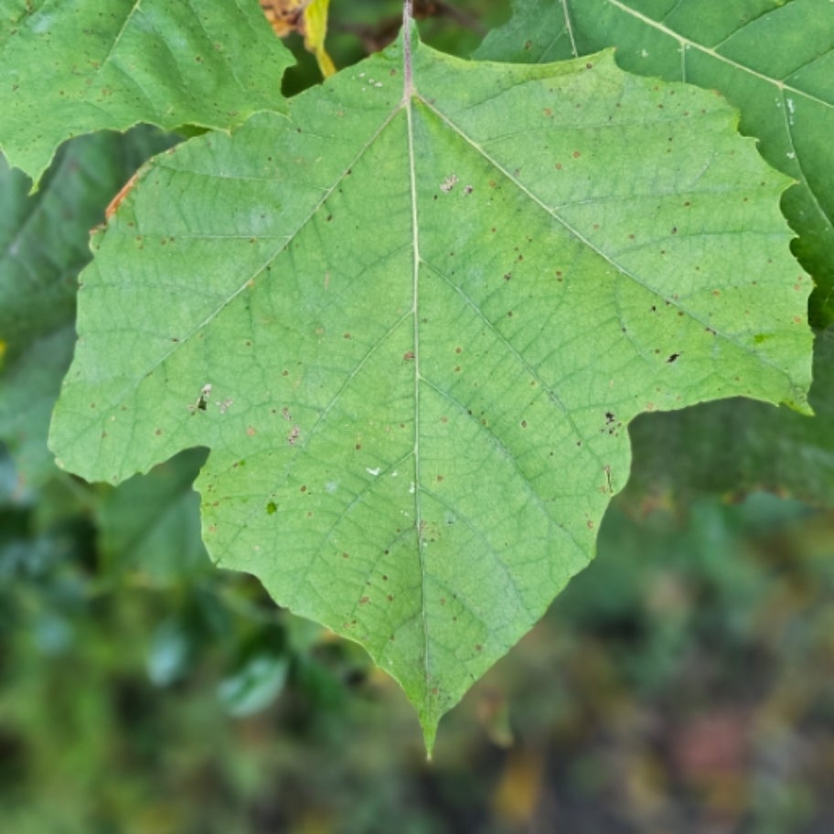 Platanus occidentalis American Sycamore L.P. | Southern Branch Nursery