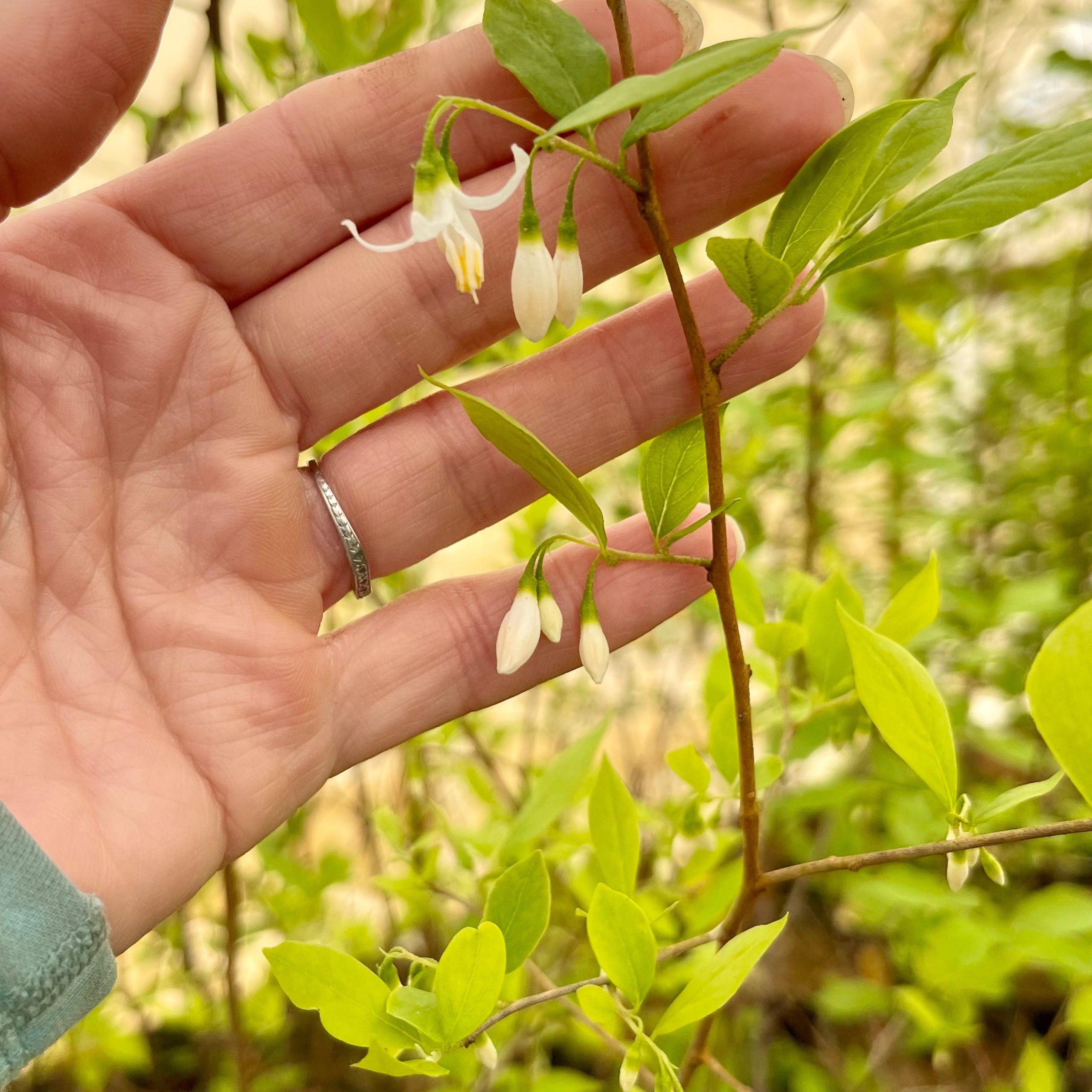 Styrax americanus American Snowbell | Southern Branch Nursery