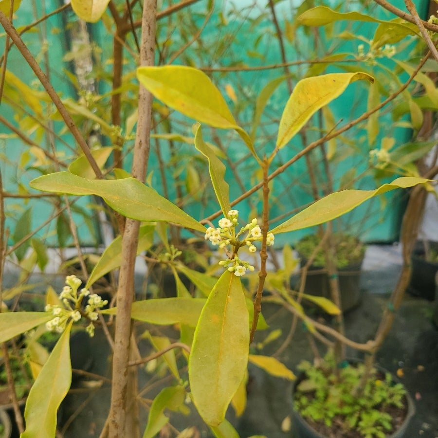 Cartrema (Osmanthus) americana Wild Olive | Southern Branch Nursery